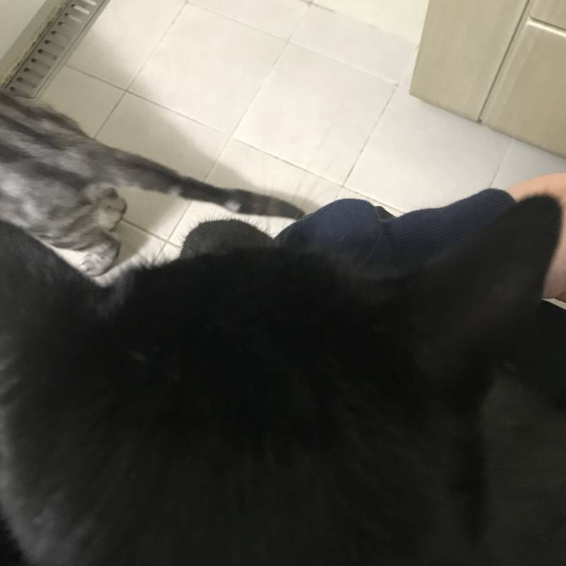 나 화장실에서 볼일보는데 울집 고앵이 -ing 내 위에서 식빵구워,,, - 인스티즈(instiz) 일상 카테고리