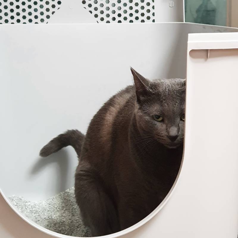 응가 싸는 고양이 🐱💩 인스티즈 Instiz 일상 카테고리