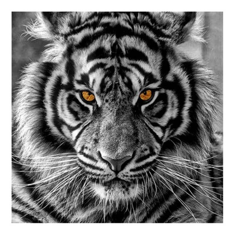 호랑이 기운 받아갑시다🐯 ️ ️ ️ 인스티즈 Instiz 익명잡담