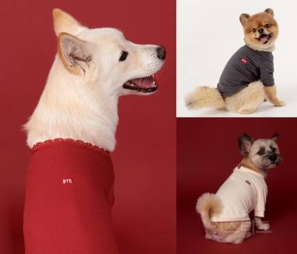 BYC, 반려견용 내복·발열내의 3종 출시 - 인스티즈(instiz) 이슈 카테고리