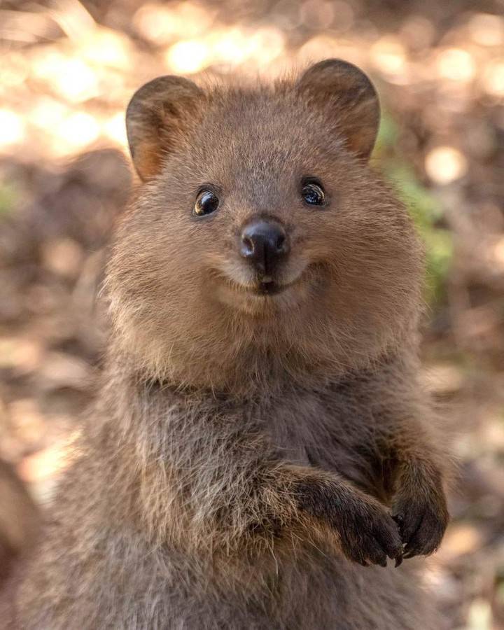 국제행복의날 기념 주한호주대사관에서 올려준 쿼카 사진 8p - 인스티즈(instiz) 일상 카테고리