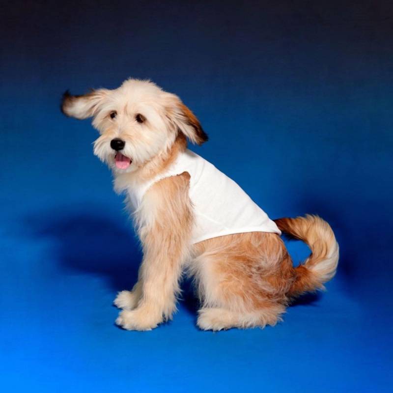 BYC 반려견을 위한 "개리야스" 출시 - 인스티즈(instiz) 인티포털 카테고리