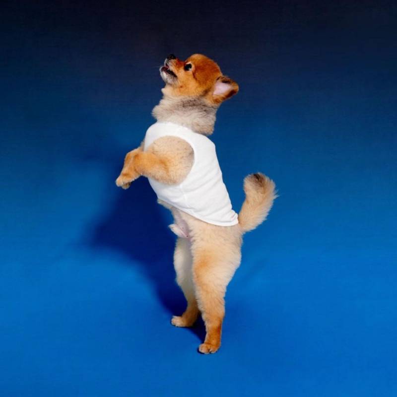 BYC 반려견을 위한 "개리야스" 출시 - 인스티즈(instiz) 인티포털 카테고리