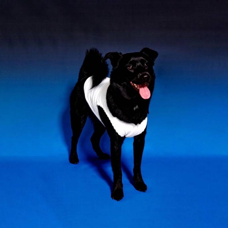 BYC 반려견을 위한 "개리야스" 출시 - 인스티즈(instiz) 인티포털 카테고리