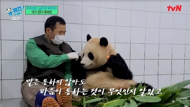 정보소식 강철원 사육사 내년 중국 돌아가는 푸바오 영원한 나의 아기 판다”유퀴즈 인스티즈instiz Kpop예능 카테고리