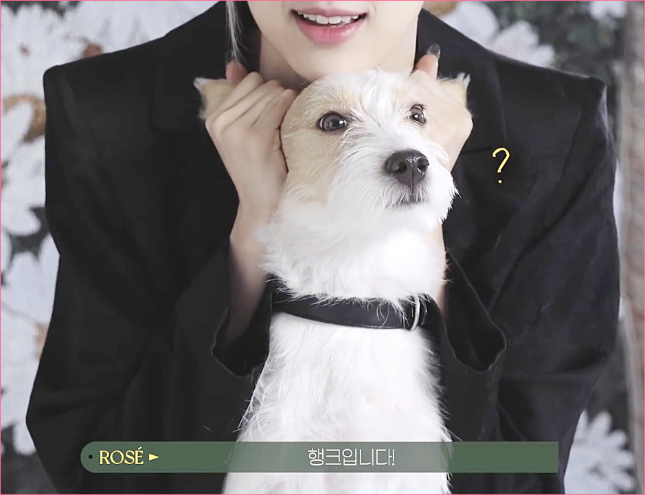 블랙핑크 로제 집안의 막내 강아지 '행크'.jpg - 인스티즈(instiz) 이슈 카테고리