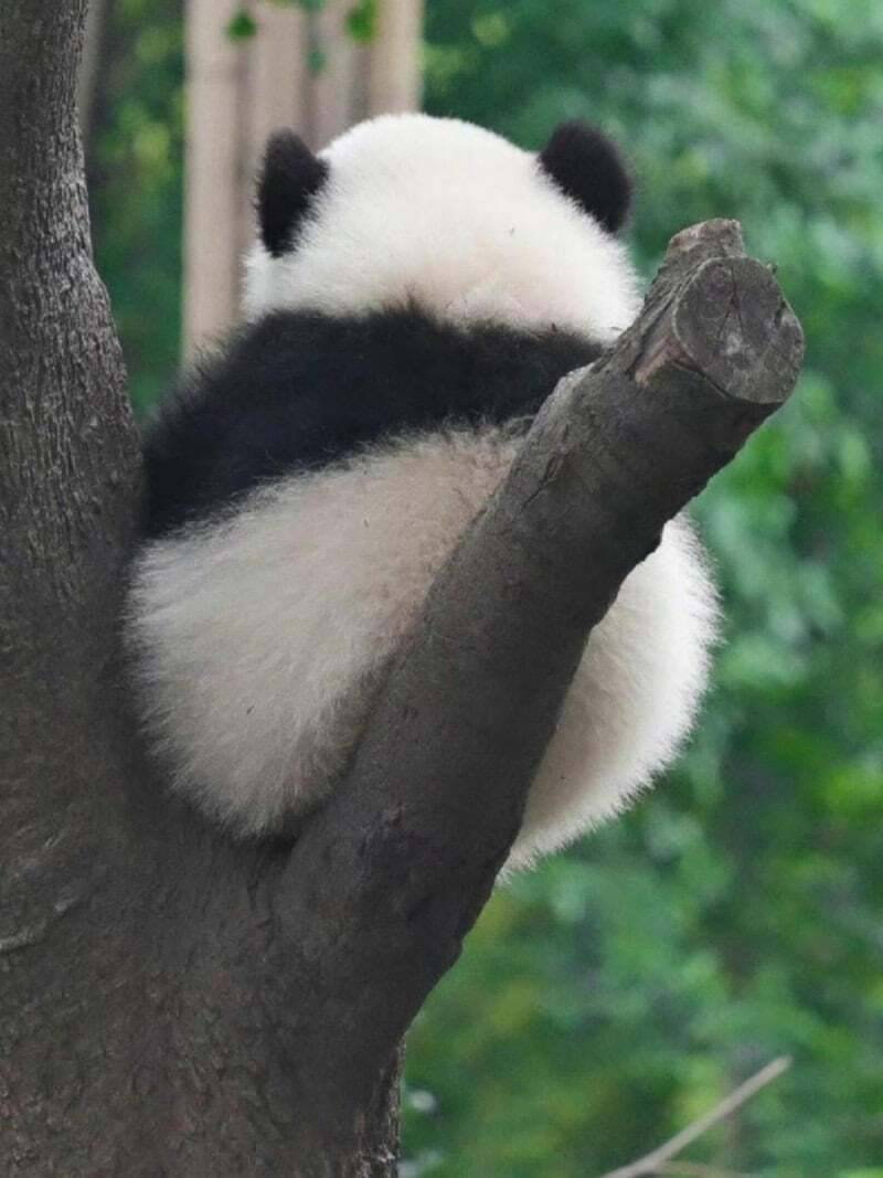 중국 판다 인기순위 1위🐼 2위🐼보구가 인스티즈instiz 일상 카테고리 
