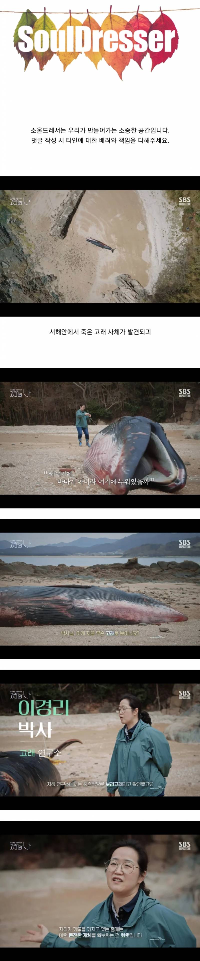 죽은 고래 몸 속에서 발견된 것 인스티즈 Instiz 이슈 카테고리