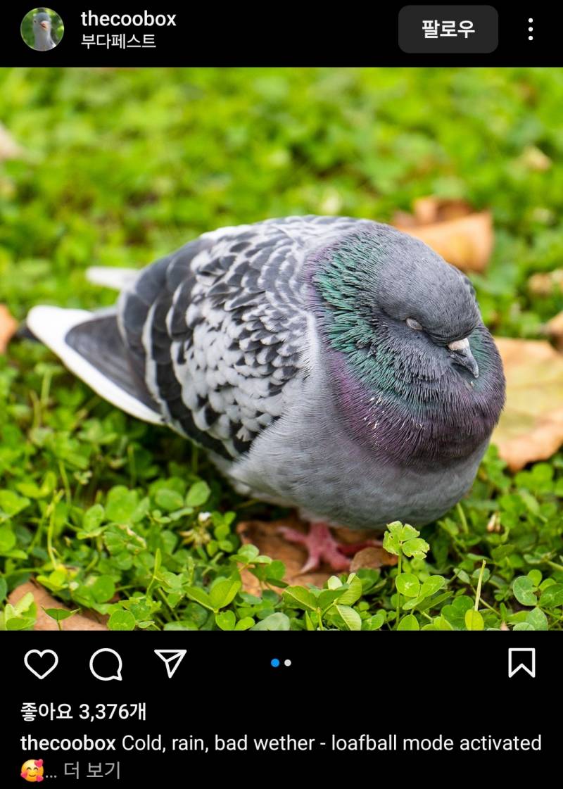 [잡담] 뚱뚱한 비둘기 귀여워 인스티즈 Instiz 일상 카테고리
