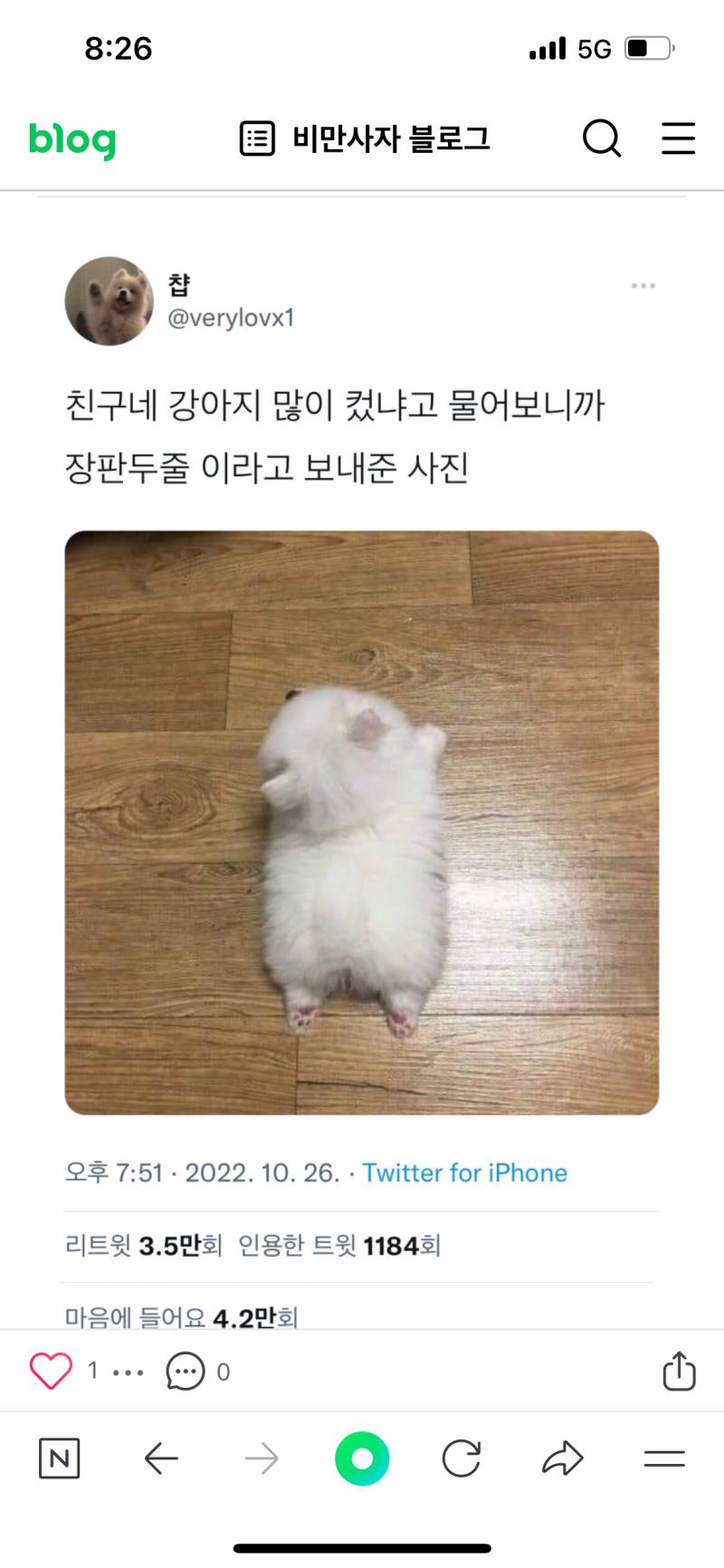 [잡담] 포메라니안 트위터 짤 인스티즈 Instiz 일상 카테고리