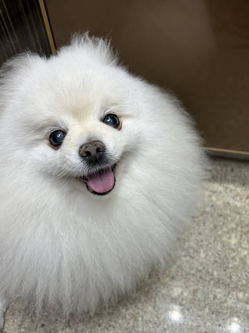 [잡담] 우리집 강아지 진짜진짜 귀엽다..? 4040 - 인스티즈(instiz) 일상 카테고리