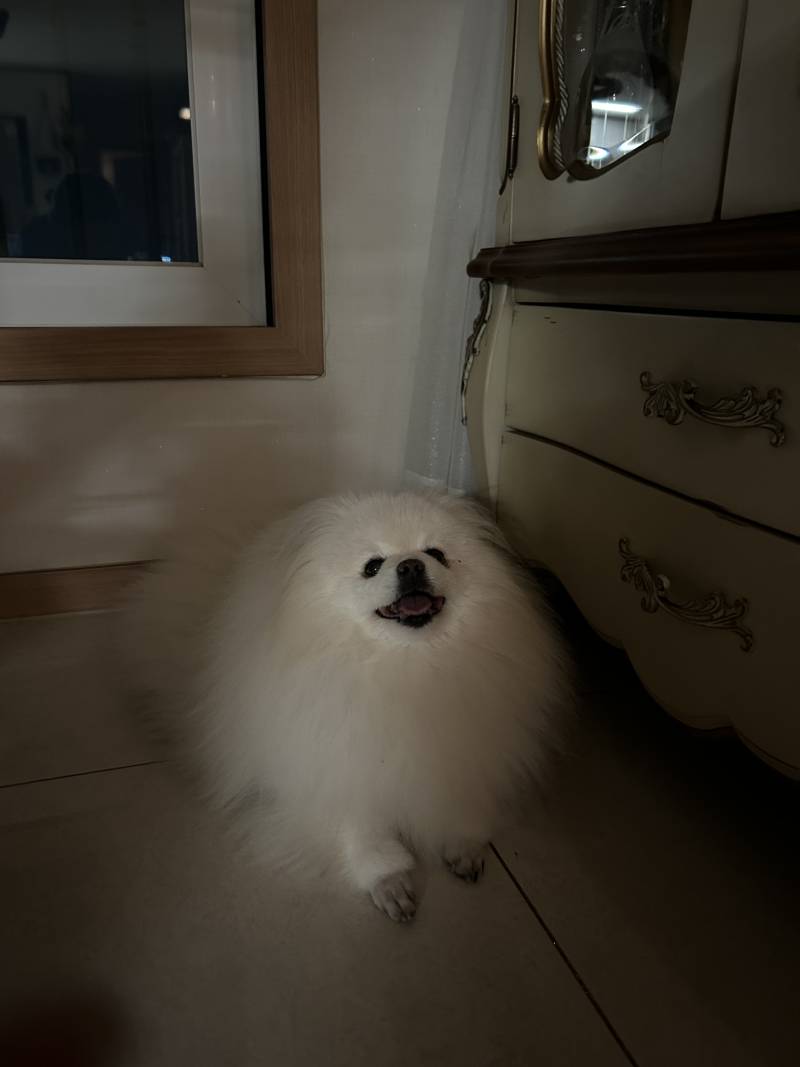 [잡담] 우리집 강아지 진짜진짜 귀엽다..? 4040 - 인스티즈(instiz) 일상 카테고리