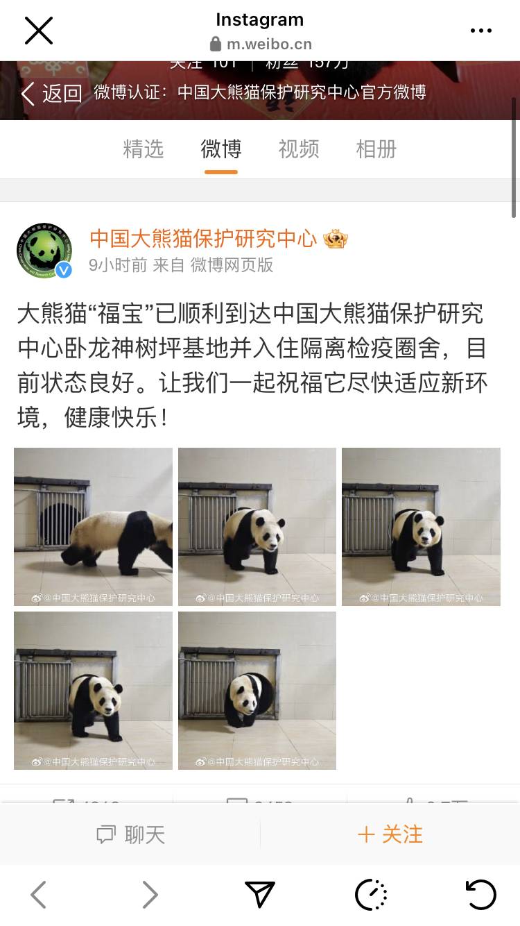 잡담 푸바오 근황 실시간으로 올라노는 곳 알려줄게 인스티즈instiz 일상 카테고리 