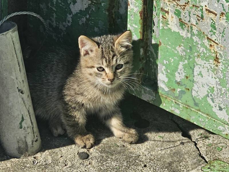 [잡담] 이번년도 GOAT 귀여움 고양이 가져왔어 - 인스티즈(instiz) 일상 카테고리