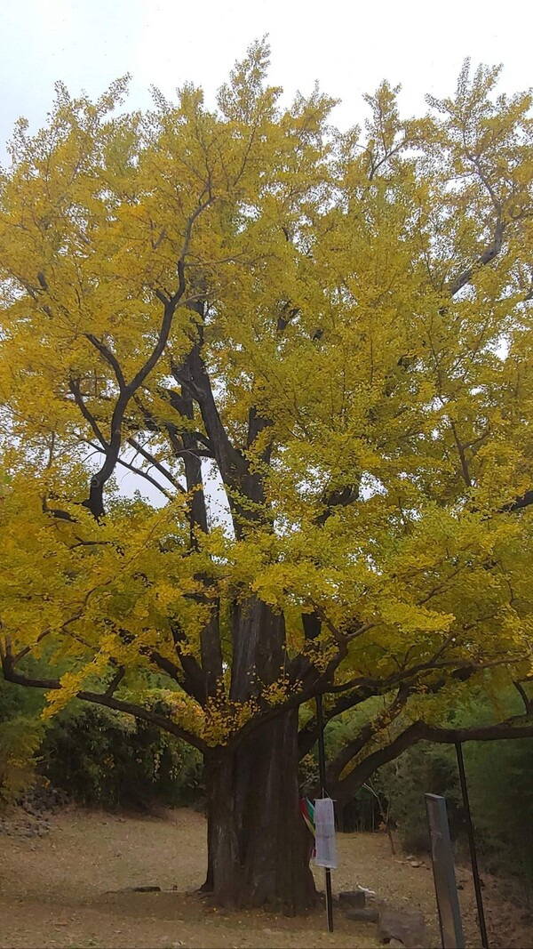 [잡담] 900살 은행나무가 다 타버렸어……… - 인스티즈(instiz) 연예 카테고리