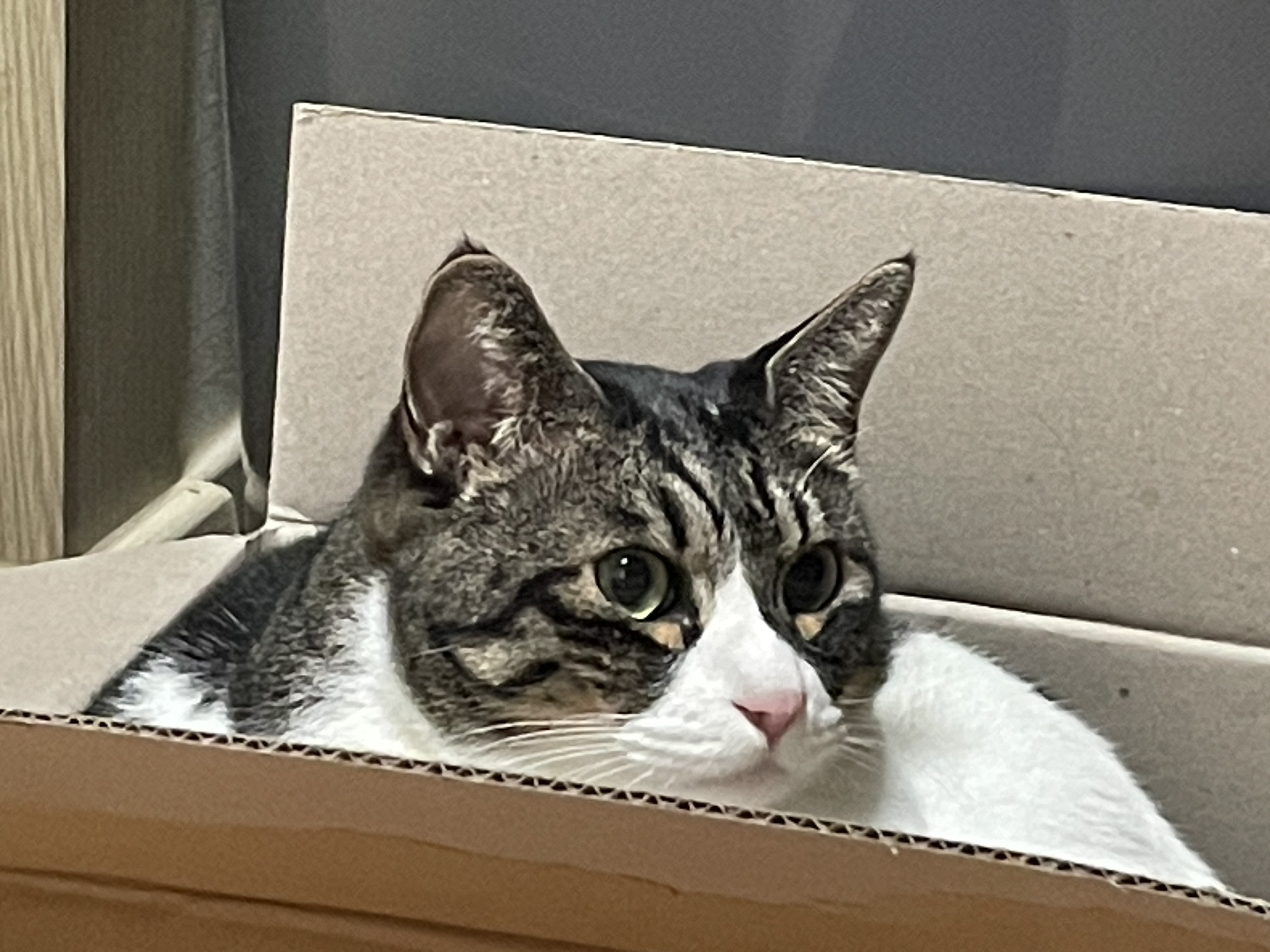 우리집 고양이가 너무 귀여워서 쓰는 글 - 인스티즈(instiz) 연예 카테고리