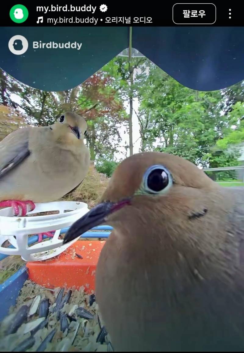 외국 산비둘기는 이렇게 생겼대 - 인스티즈(instiz) 일상 카테고리