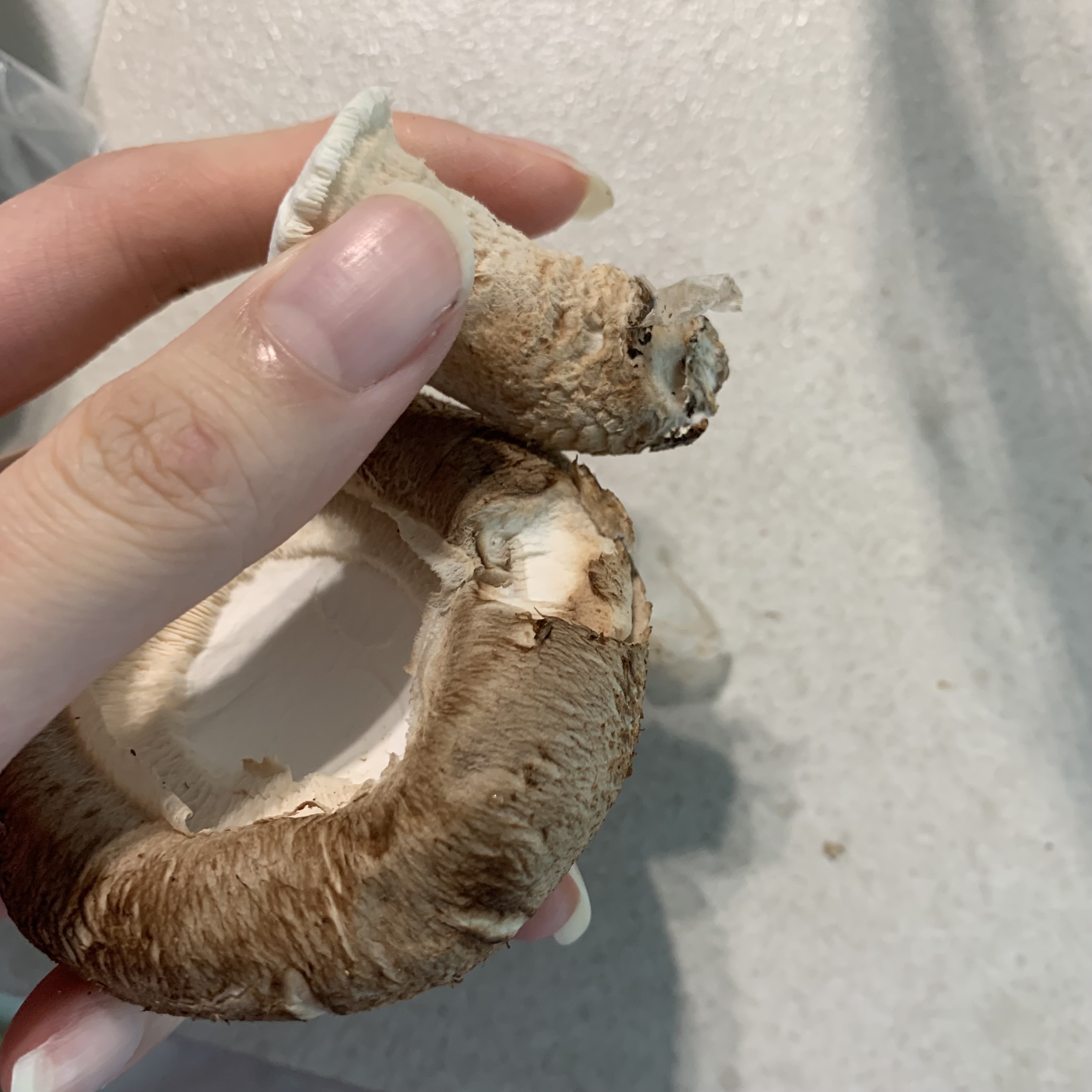 표고버섯 이거 둘다 먹는거야? - 인스티즈(instiz) 일상 카테고리