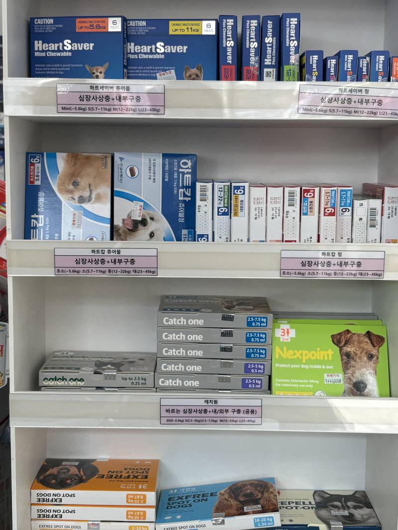 강아지 약도 파는구나 - 인스티즈(instiz) 일상 카테고리