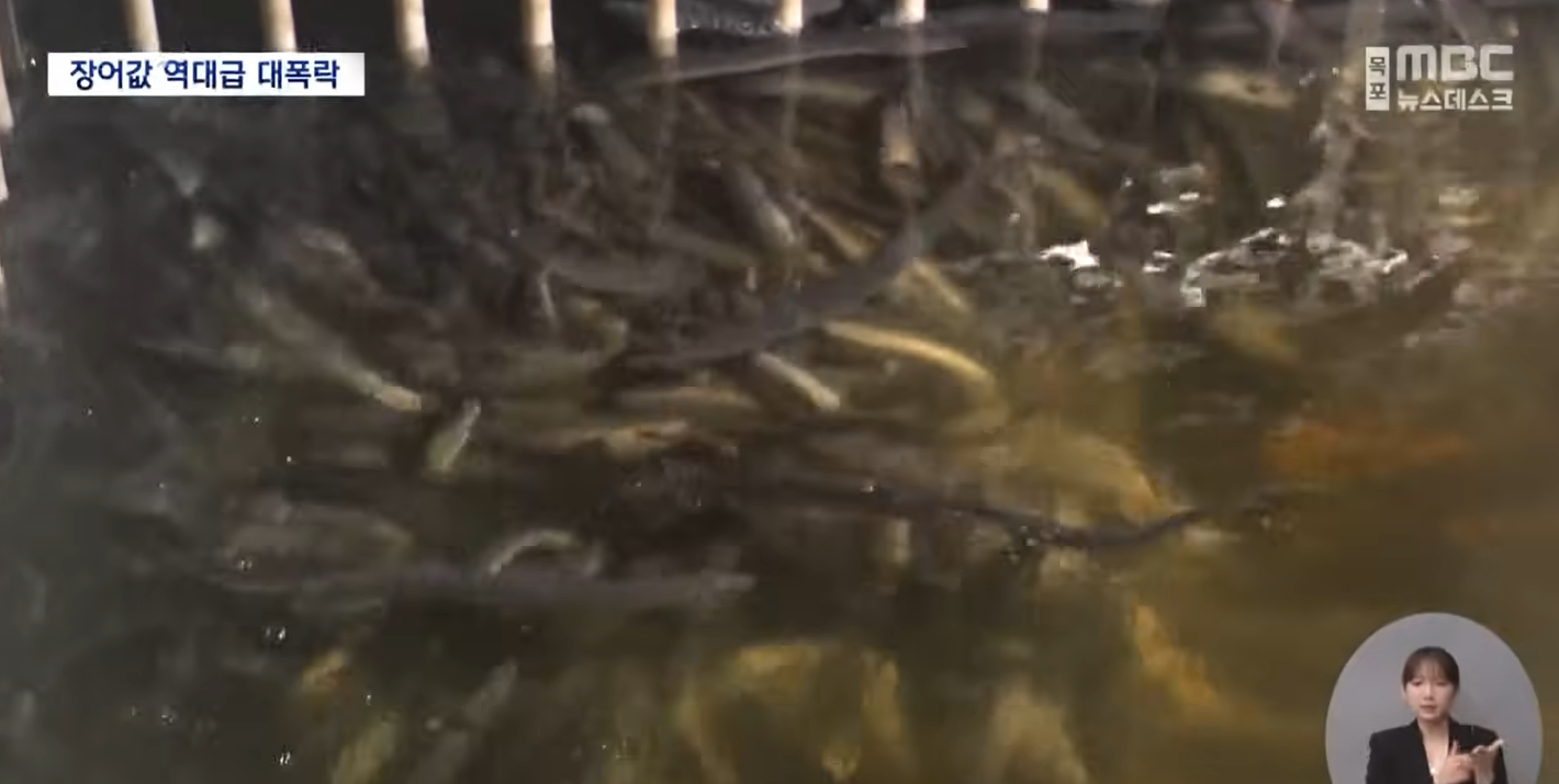 [정보/소식] 장어값 역대급 대폭락.. 식당가가 산지가 대비 7배가량 비싸..news - 인스티즈(instiz) 연예 카테고리