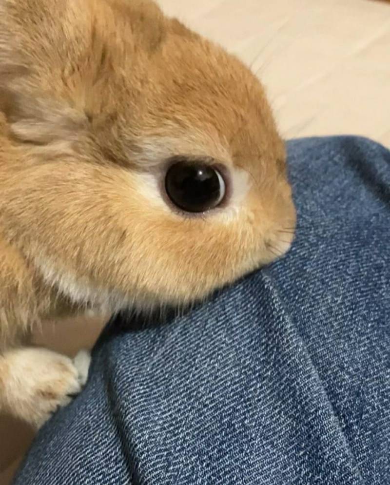 토끼 시선봐ㅋㅋㅋ - 인스티즈(instiz) 일상 카테고리