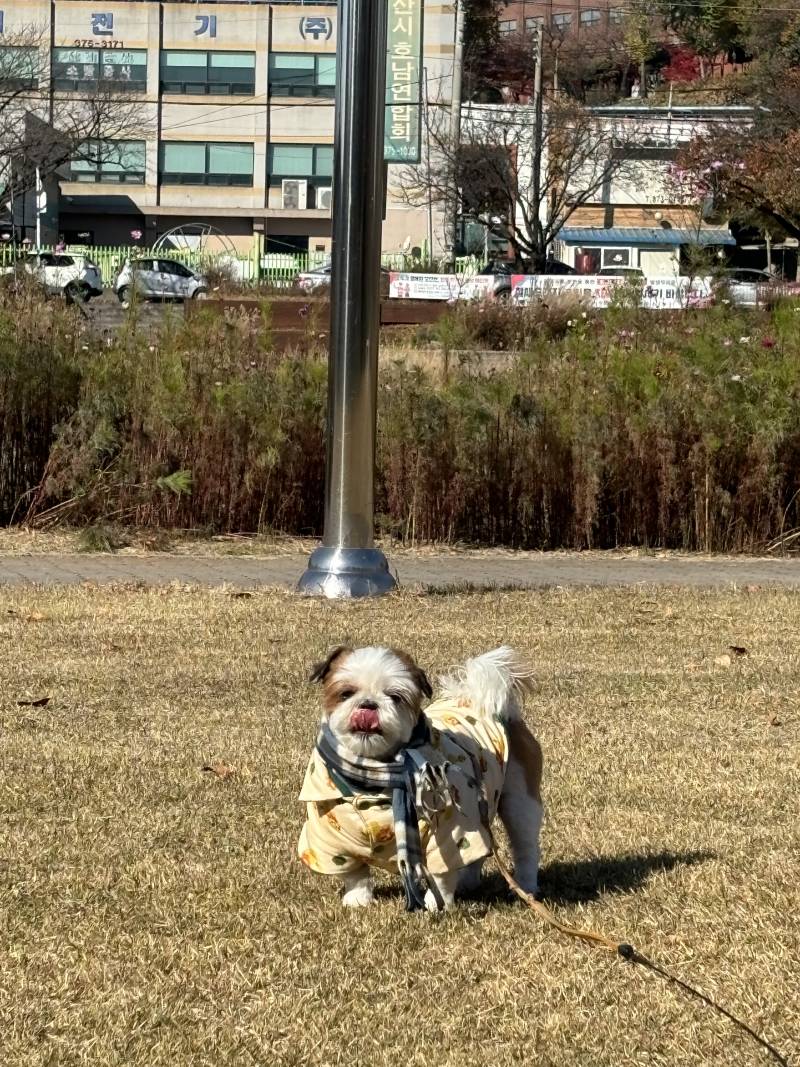 목도리 제일 잘 어울리는 강아지 - 인스티즈(instiz) 일상 카테고리