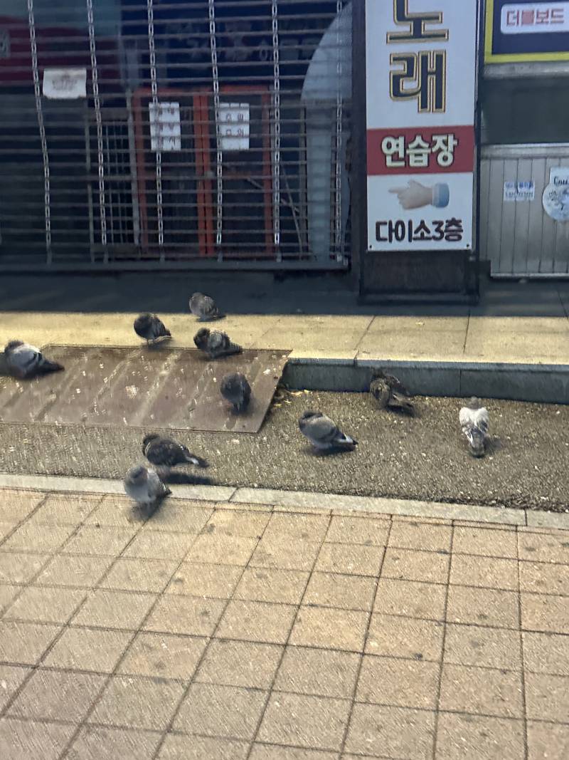 나 진짜 비둘기보고 소름 돋은 적 처음이아 - 인스티즈(instiz) 일상 카테고리