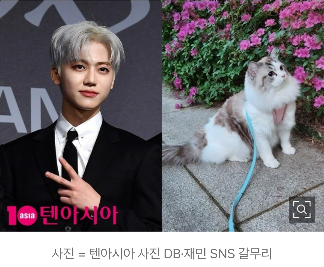 [정보/소식] NCT드림 재민, 고양이 산책 인스타 업로드...동물학대논란 - 인스티즈(instiz) 연예 카테고리