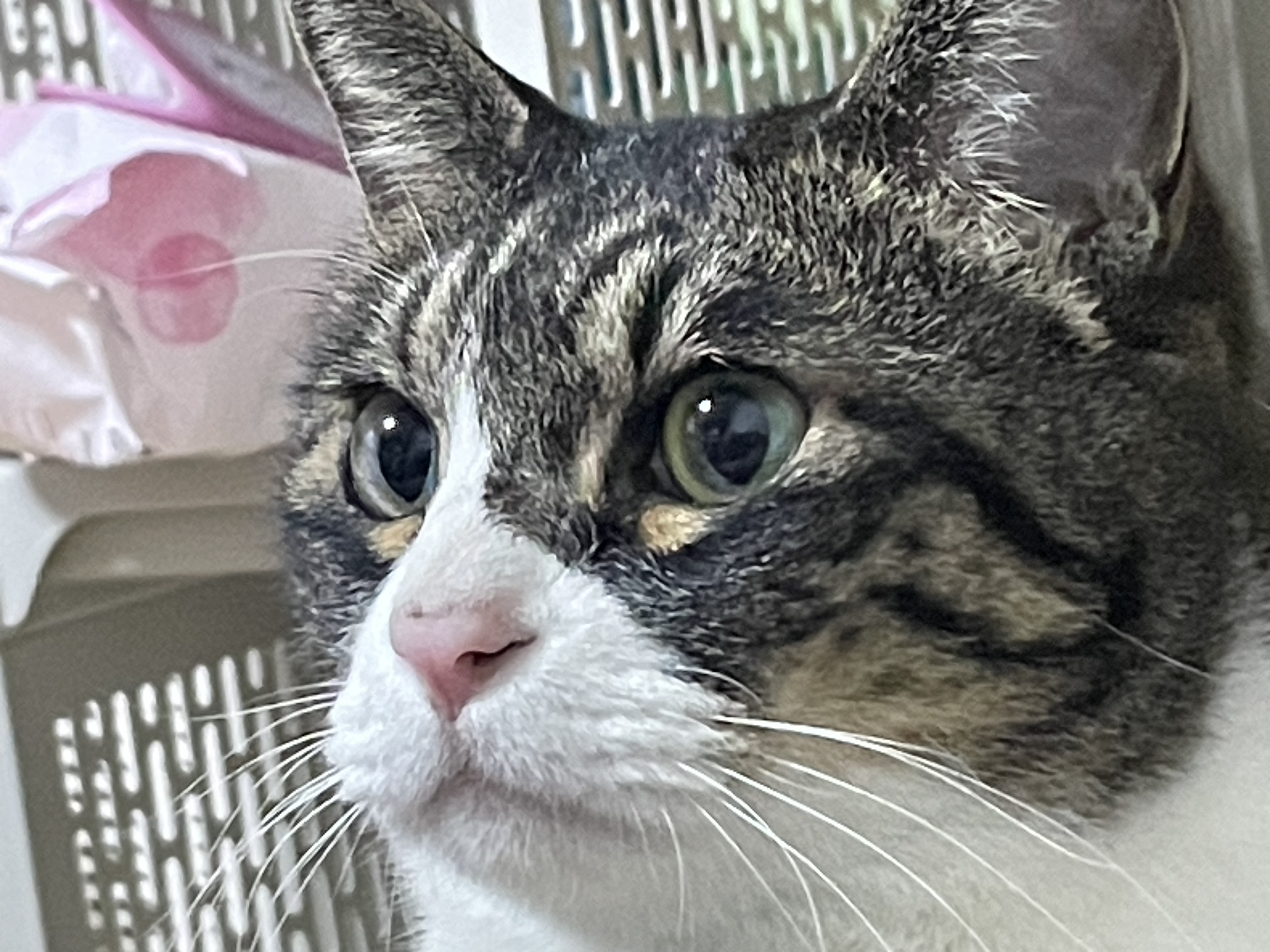 우리집 고양이가 너무 귀여워서 쓰는 글 - 인스티즈(instiz) 연예 카테고리