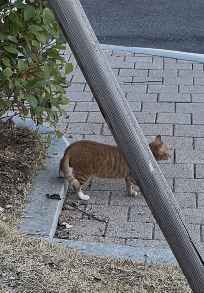 진짜 웃기게 앉아있는 길고양이 봤옹ㅋㅋㅋ - 인스티즈(instiz) 일상 카테고리