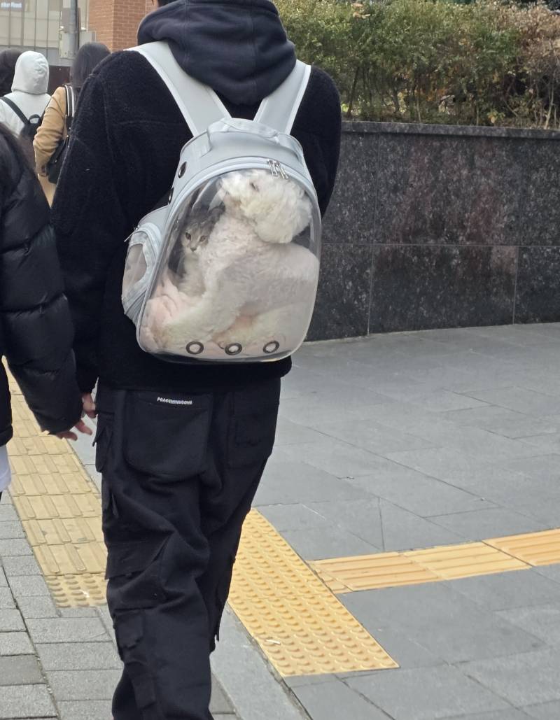 방금 친구가 실시간으로 보내준 사진이야 동물학대사진 잔인한 사진은 아닌데 - 인스티즈(instiz) 일상 카테고리