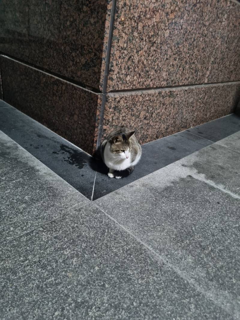집 앞에 고양이 피신 와있음 ㅠㅠㅠㅠ - 인스티즈(instiz) 일상 카테고리