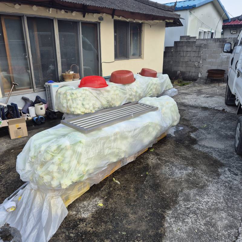 280포기 김장하는 우리집 🏠 - 인스티즈(instiz) 일상 카테고리