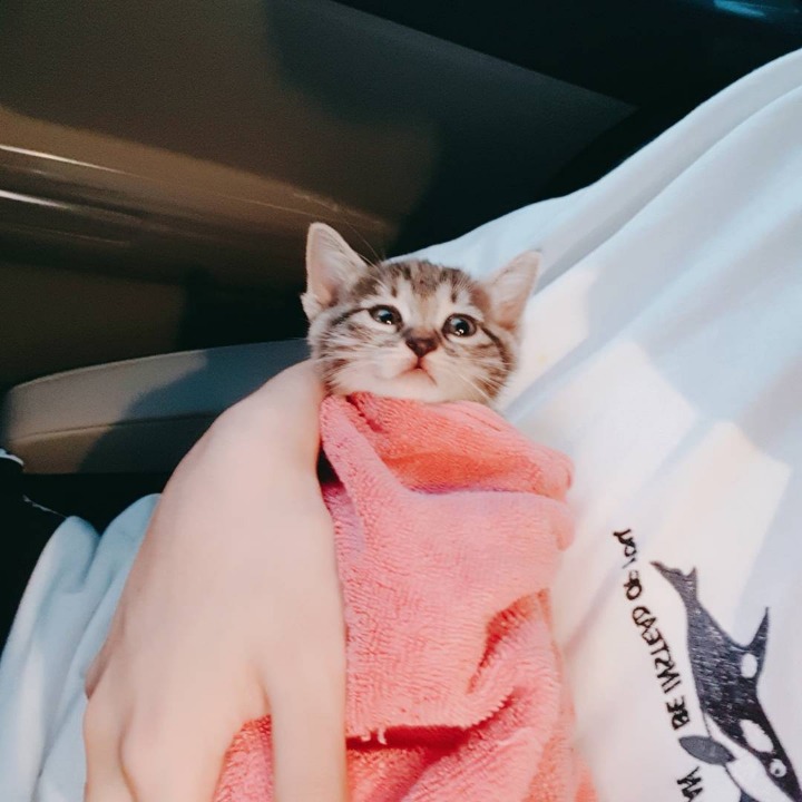 JBJ 김용국이 키우는 고양이 톨비 르시 - 인스티즈(instiz) 이슈 카테고리