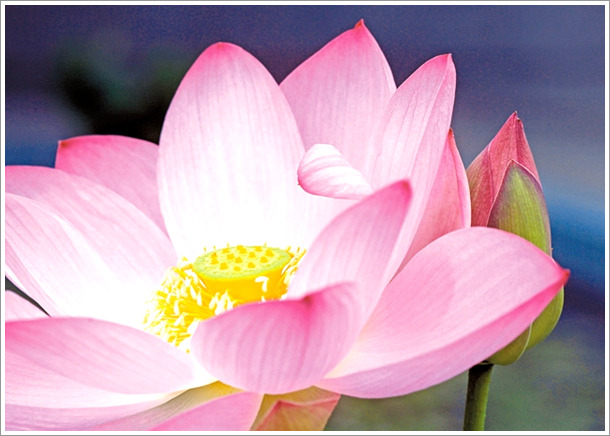 700년전 고려시대 연꽃 .jpg - 인스티즈(instiz) 이슈 카테고리