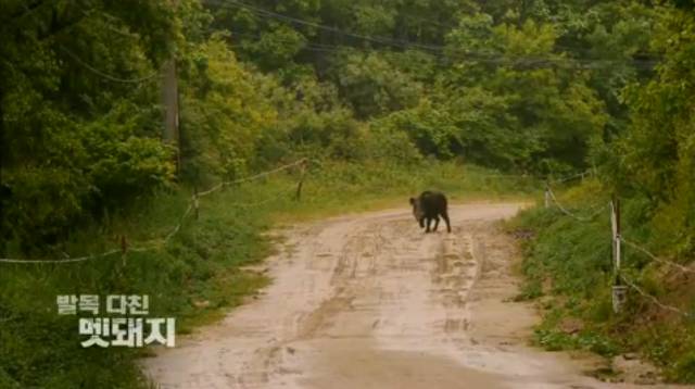 60년간 사람의 발길이 닿지 않은 천혜의 생태계 DMZ? 과연 그 이면에는? - 인스티즈(instiz) 이슈 카테고리