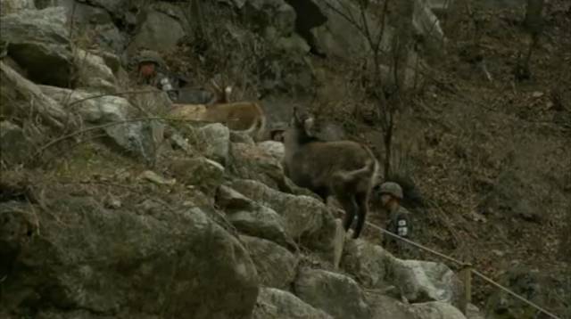 60년간 사람의 발길이 닿지 않은 천혜의 생태계 DMZ? 과연 그 이면에는? - 인스티즈(instiz) 이슈 카테고리