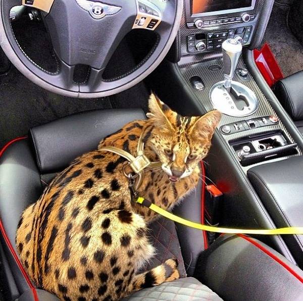 멕시코 마약조직들의 호화로운 생활 bgm - 인스티즈(instiz) 이슈 카테고리