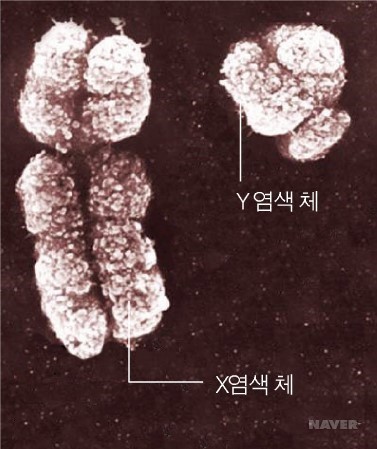 XY 염색체 실사.jpg - 인스티즈(instiz) 이슈 카테고리