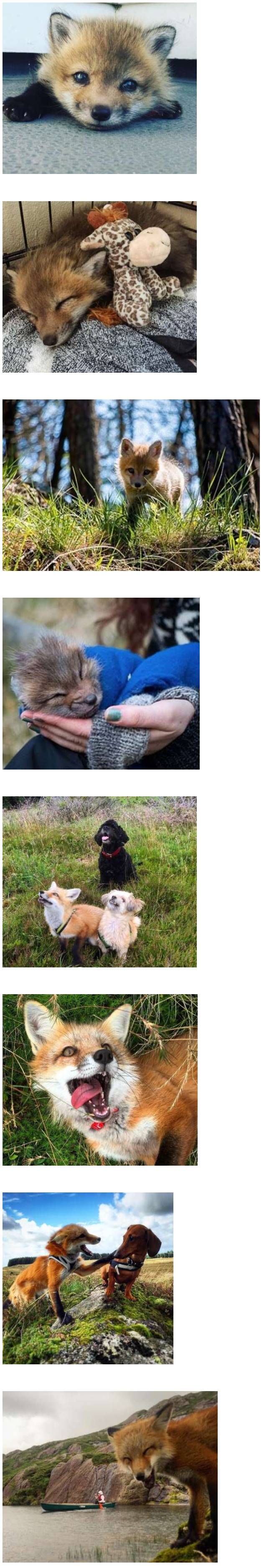 모피공장에서 구출한 아기여우.simjang - 인스티즈(instiz) 이슈 카테고리