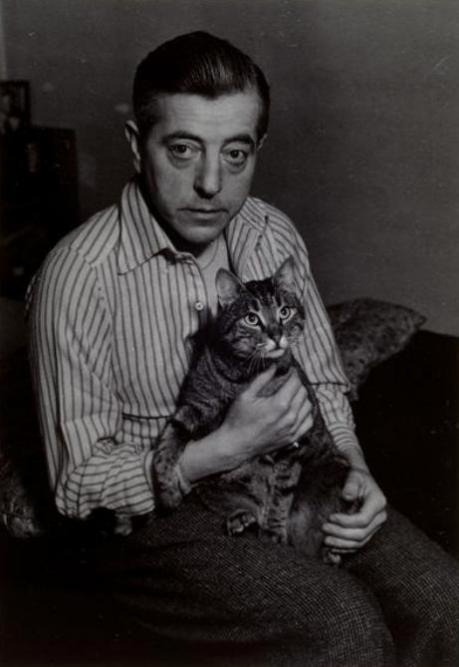 고양이 예찬 - 인스티즈(instiz) 이슈 카테고리