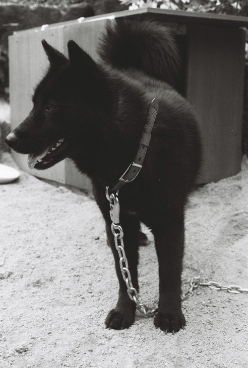 진돗개에 대해서.bgm - 인스티즈(instiz) 이슈 카테고리