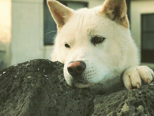 진돗개에 대해서.bgm - 인스티즈(instiz) 이슈 카테고리