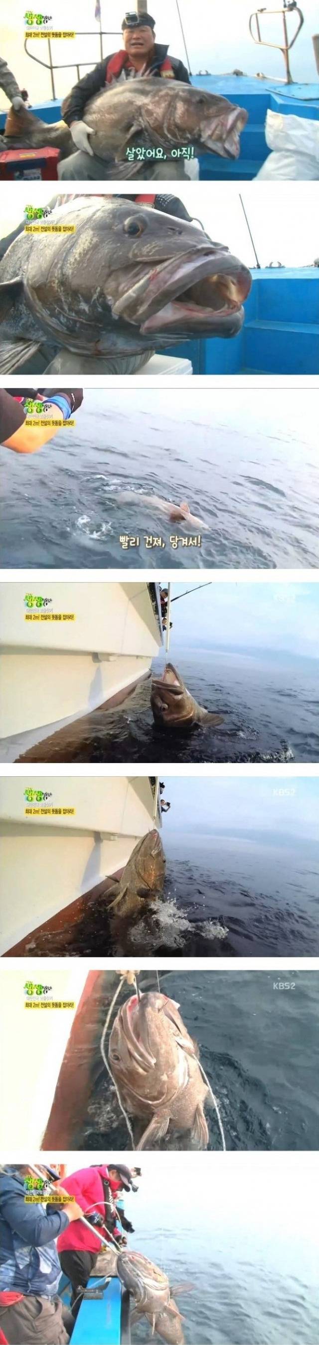 한마리 500만원짜리 낚시 인스티즈 Instiz 이슈 카테고리