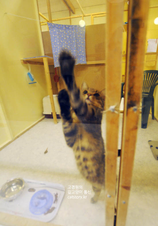 스웨덴의 고양이 보호소.bgm - 인스티즈(instiz) 이슈 카테고리