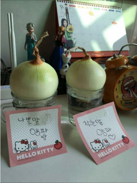 어느 초등학생의 귀여운 양파 키우기 인스티즈 Instiz 이슈 카테고리