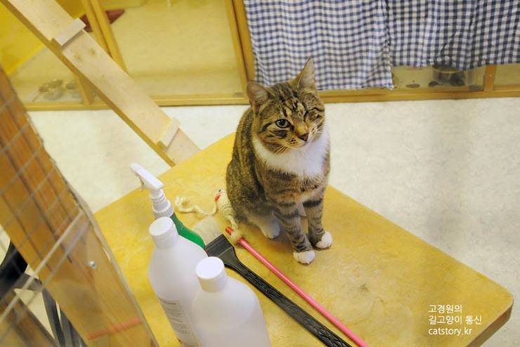 스웨덴의 고양이 보호소.bgm - 인스티즈(instiz) 이슈 카테고리