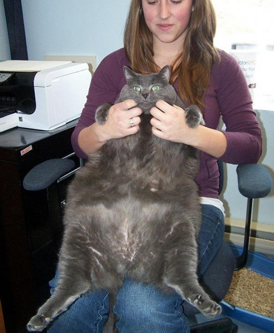 13.6kg 뚱냥이의 좀 쩌는 다이어트 여정 - 인스티즈(instiz) 이슈 카테고리