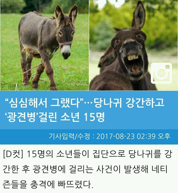 당나귀를 강간한 10대 소년들 ㄷㄷㄷ 인스티즈 Instiz 이슈 카테고리