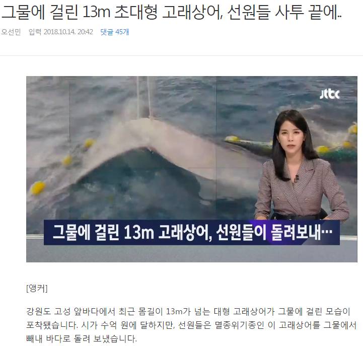 그물에 걸린 13m 초대형 고래상어 선원들이 살려보내 인스티즈 Instiz 이슈 카테고리